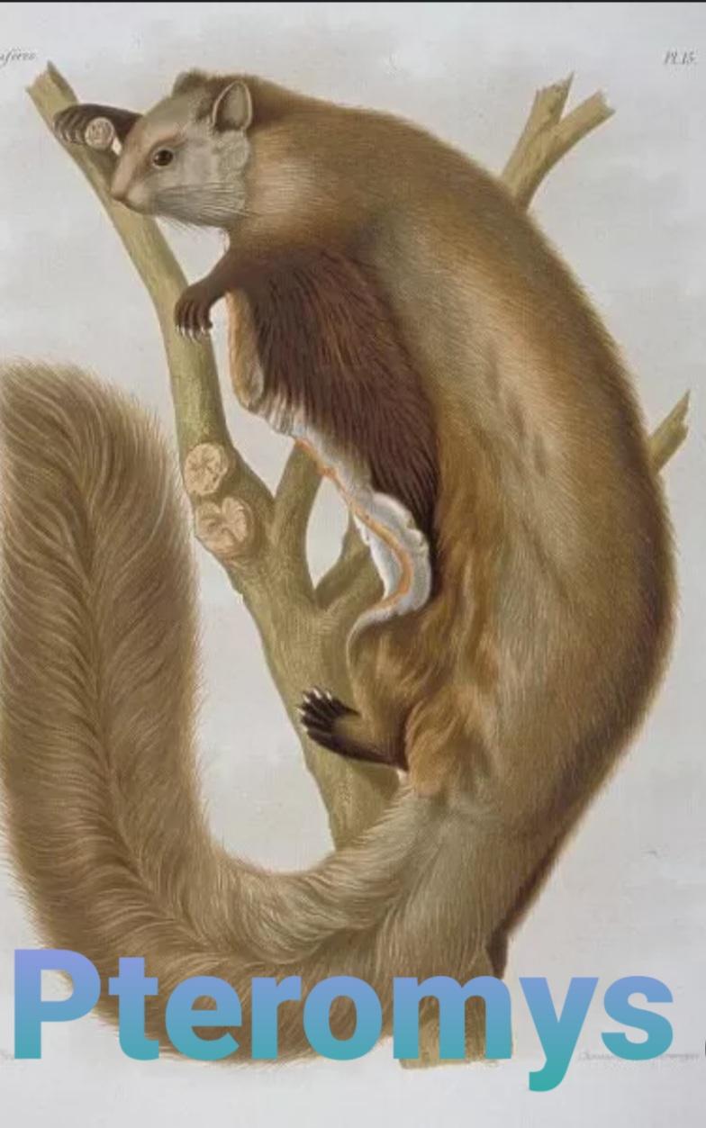 Pteromys (Flying squirrel) - Creature submission archive - ARK ...