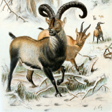 Myotragus - The Giant Mountain Goat - Page 3 - Finalist Discussion ...