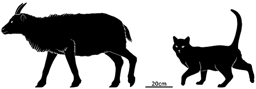 Myotragus - The Giant Mountain Goat - Page 3 - Finalist Discussion ...
