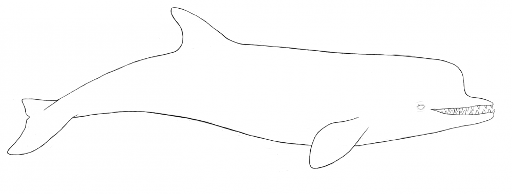 Albicetus(ancient whale) - Creature submission archive - ARK - Official ...