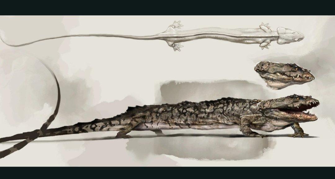 Koolasuchus cuniculus - The muddy monster salamander - Creature ...