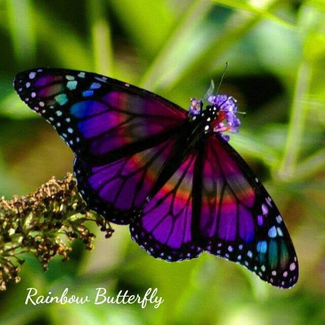 Prodryas a.k.a. the Butterfly - Creature submission archive - ARK ...