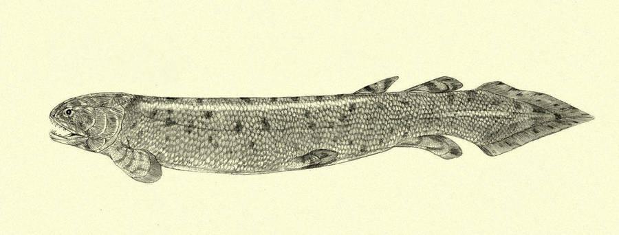Rhizodus:The River Monster - Creature submission archive - ARK ...