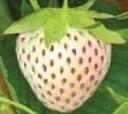 New plants and seeds updated - Game Suggestions Archive - ARK ...
