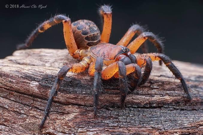 Arbanitis (giant trapdoor/gliding spider) - Creature submission archive ...