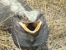 Pogona Vitticeps and Pogona barbata - Creature submission archive - ARK ...
