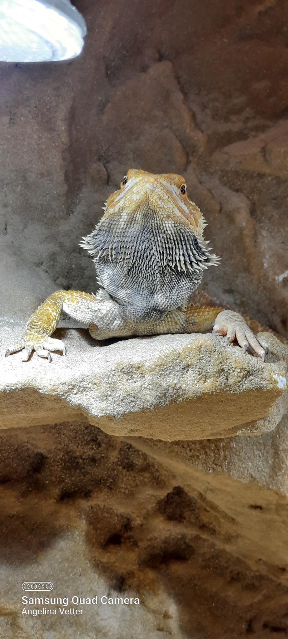 Pogona Vitticeps and Pogona barbata - Creature submission archive - ARK ...