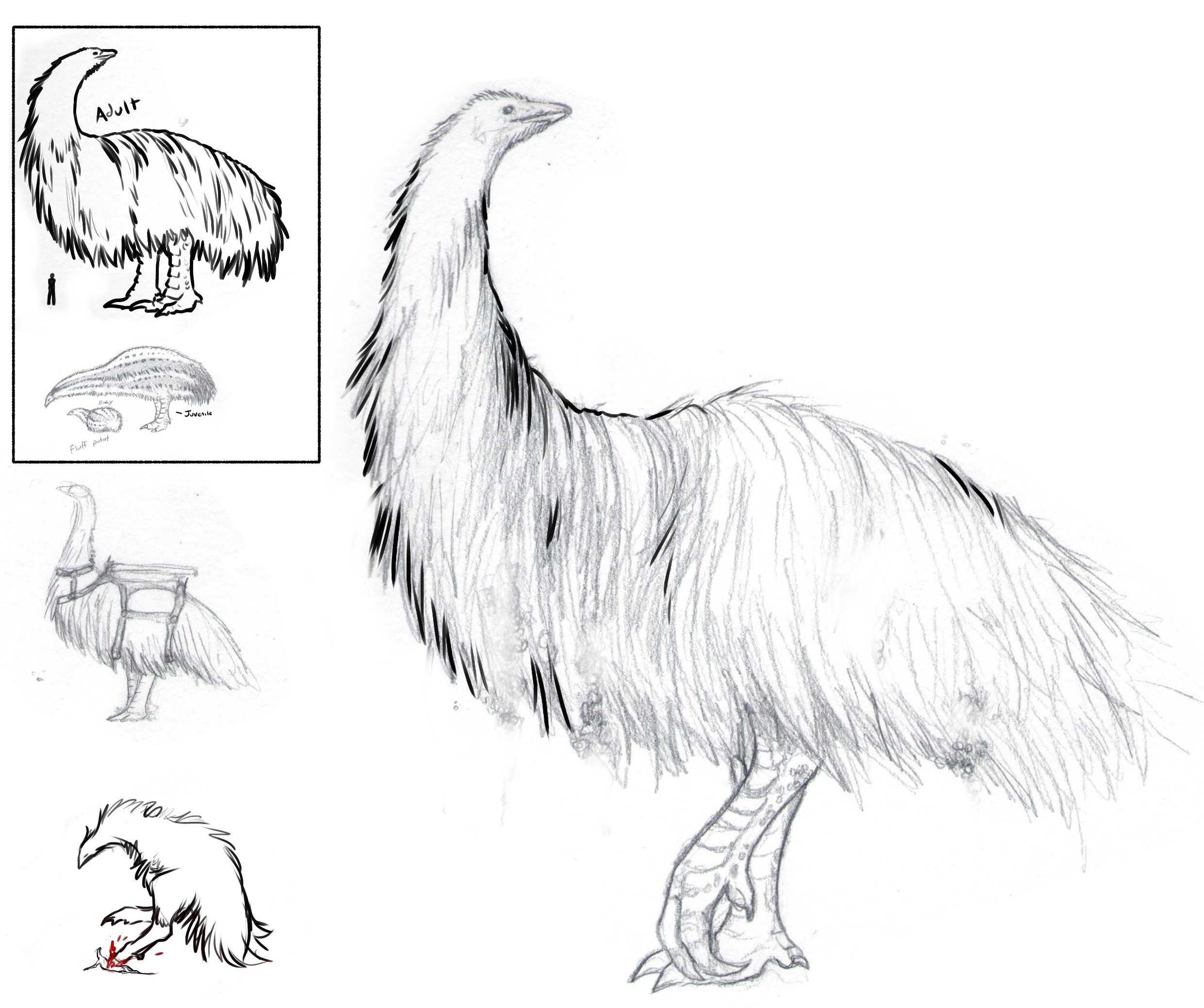Giant Moa - A Fast Flightless Bird with a Small Platform Saddle - Page ...