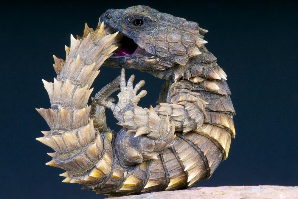 Armadillo Lizard(Ouroborus Cataphractus) - Creature submission archive ...