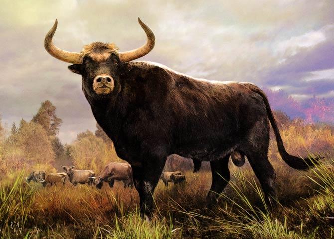 The Mighty Aurochs (Bos Primigenius) - Creature submission archive ...