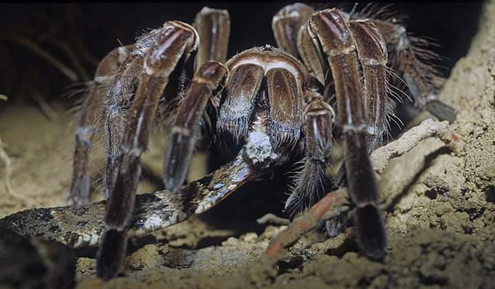 Therapoda a.k.a. the giant tarantula - Creature submission archive ...