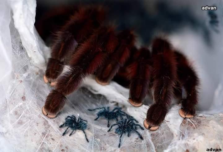 Therapoda a.k.a. the giant tarantula - Creature submission archive ...