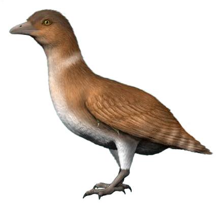Mirarce(ancient bird) - Creature submission archive - ARK - Official ...