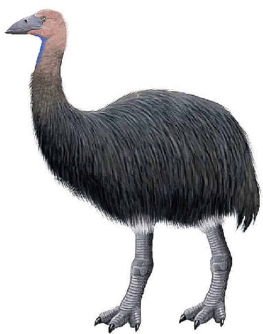 Giant Moa - A Fast Flightless Bird with a Small Platform Saddle ...