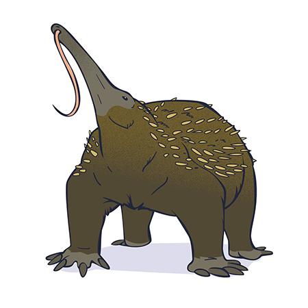 Murrayglossus --> Hackett's giant echidna - Creature submission archive ...