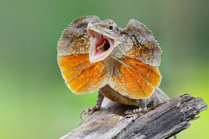 Frill-Necked-Lizard aka The Desert Runner, a useful early game goofball ...