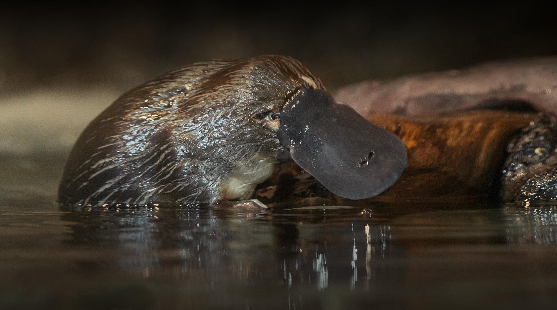 The Platypus (Ornithorhynchus anatinus) - Creature submission archive ...