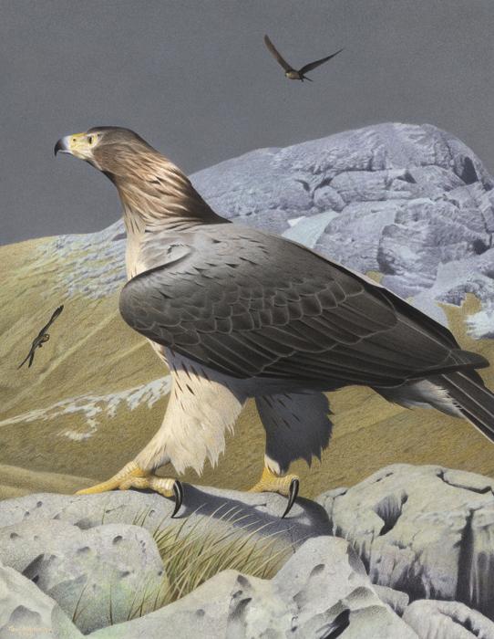Haast Eagle - Creature submission archive - ARK - Official Community Forums