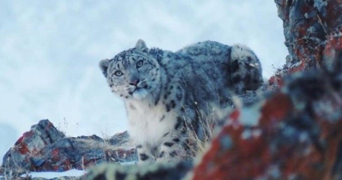 Panthera Blytheae - Snow leopard - Creature submission archive - ARK ...