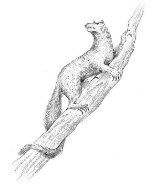 "Kopidodon macrognathus" The Squirrel Sidekick - Creature submission ...