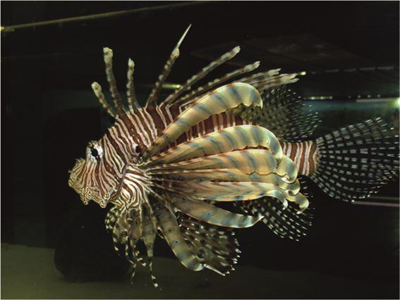 Lion-fish - Creature submission archive - ARK - Official Community Forums
