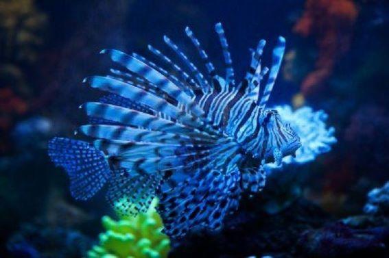 Lion-fish - Creature submission archive - ARK - Official Community Forums