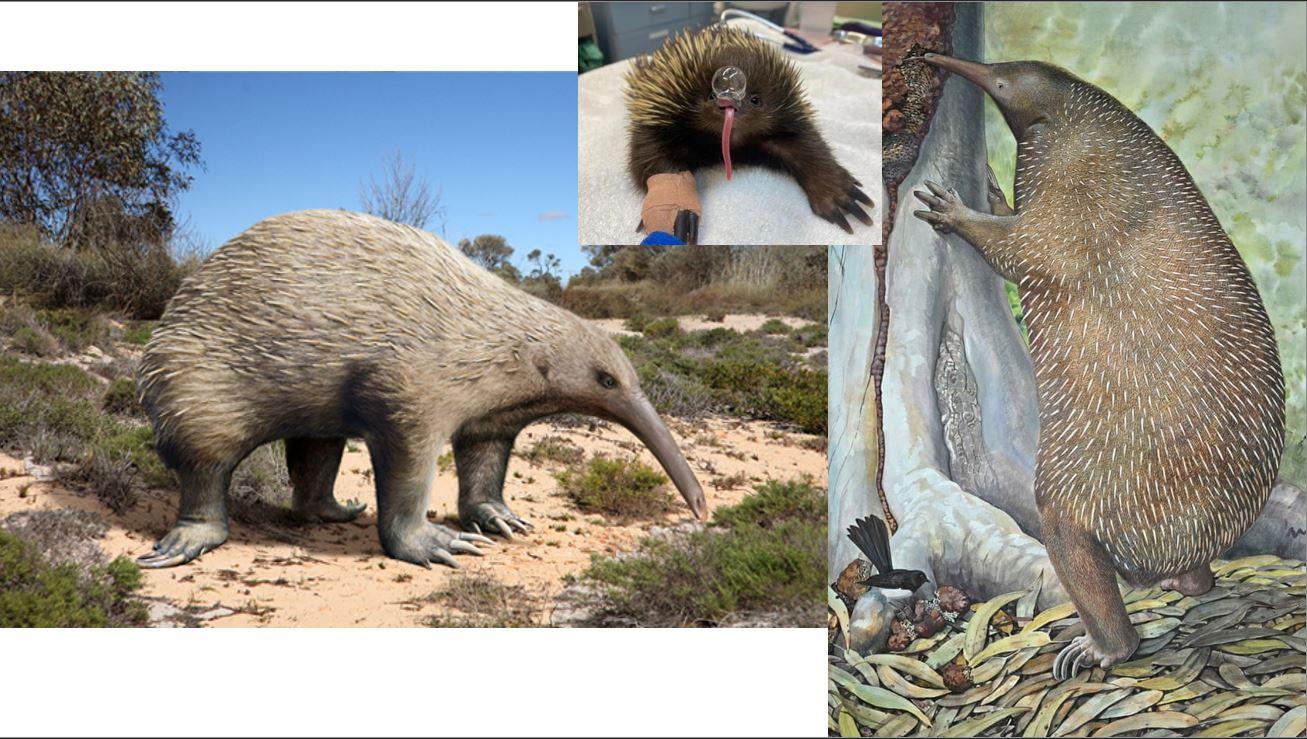 Prehistoric Mammals That Lay Eggs