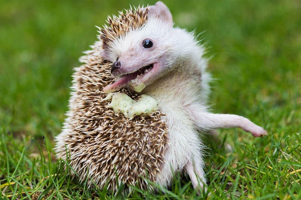 Murrayglossus – The Prehistoric Echidna - Creature submission archive ...