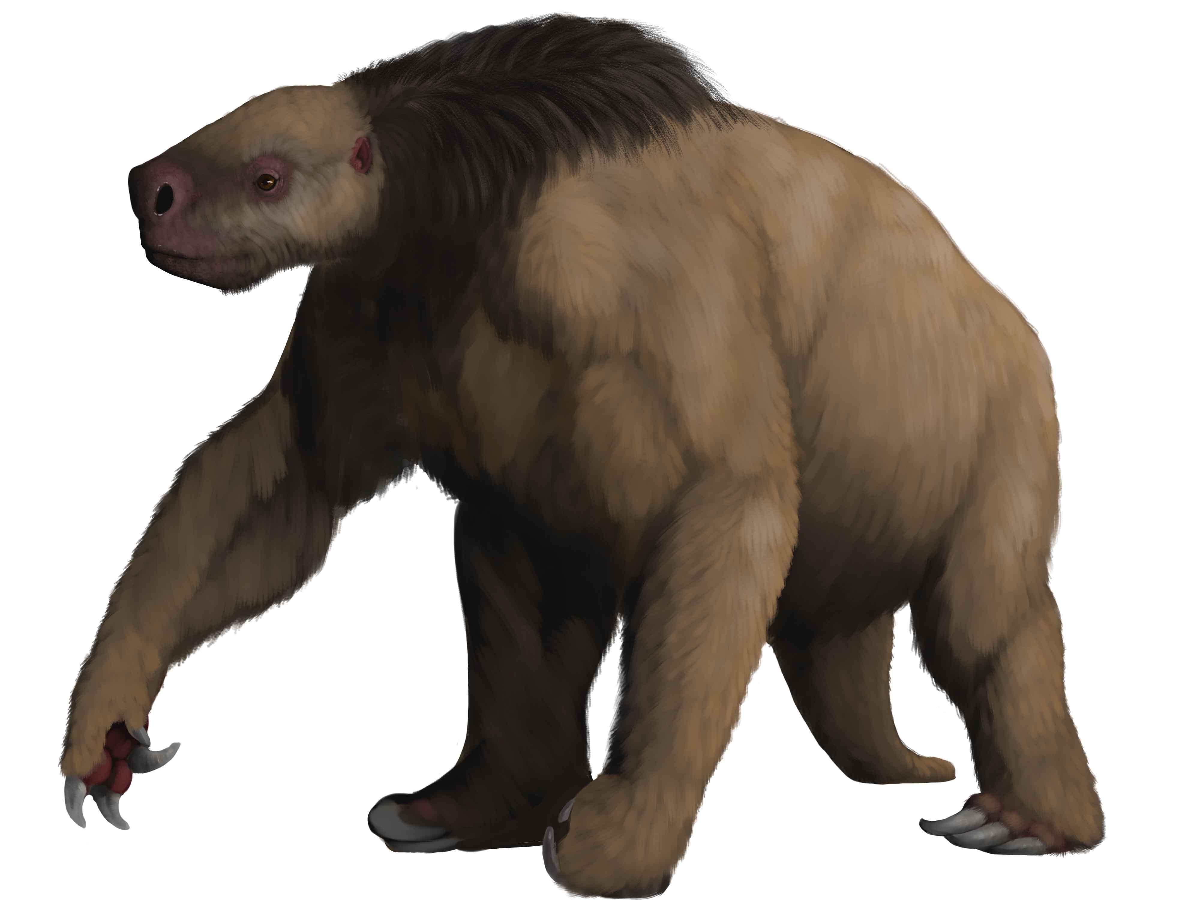 Megalonyx: the ultimate brawler ground sloth - Creature submission ...