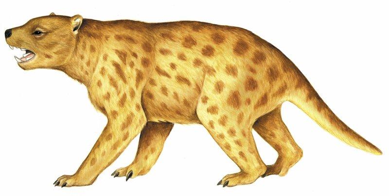 Wakaleo oldfieldi New abberant version of Thylacaleo - Creature ...
