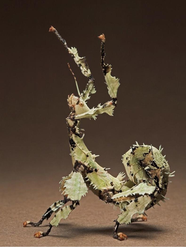 Cretophasmomima (Giant Stick Insect) - PVP/PVE Jack of all Trades ...