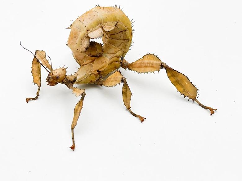 Cretophasmomima (Giant Stick Insect) - PVP/PVE Jack of all Trades ...