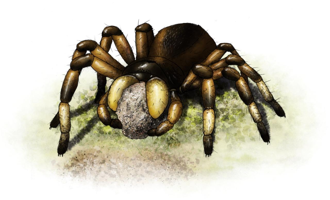 Rosamygale(Giant ancient tarantula with glowing abdomen) - Creature ...