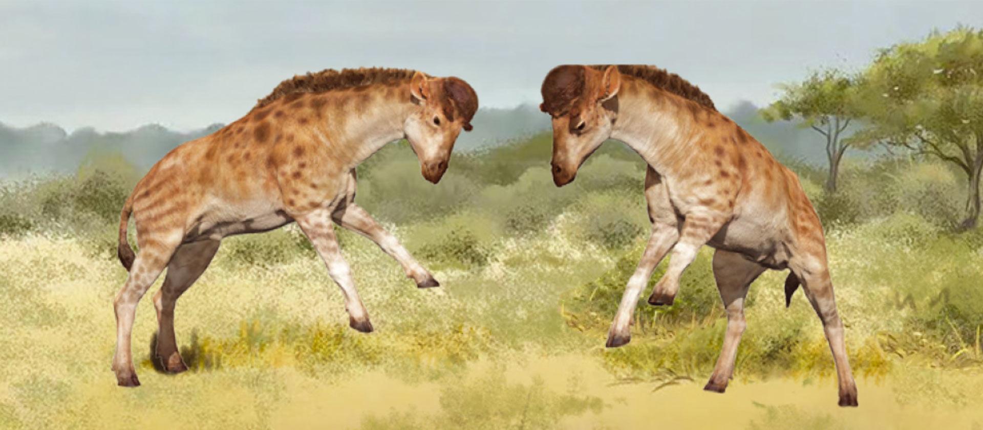 Some species that have never been suggested New species! - Game ...