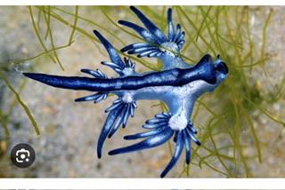 BLUE SEA DRAGON Glaucus Atlanticus- Under belly water turret Dino, Tame ...