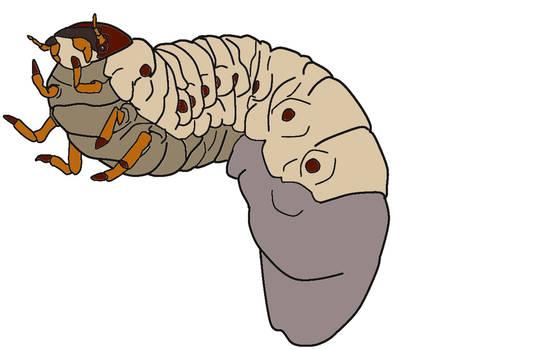 Antarctotrechus Balli Bastion beetle - Creature submission archive ...