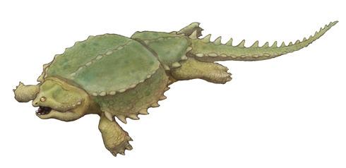 Some species that have never been suggested New species! - Game ...