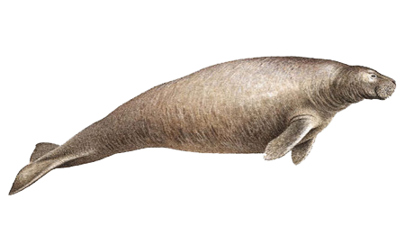 Hydrodamalis gigas- The Steller's Sea Cow (Tanky Submarine) - Creature ...
