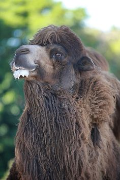 Megatylopus - The Giant Camel - Creature submission archive - ARK ...