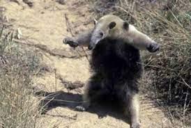Neotamandua (ancient anteater clinging to Titan) - Creature submission ...