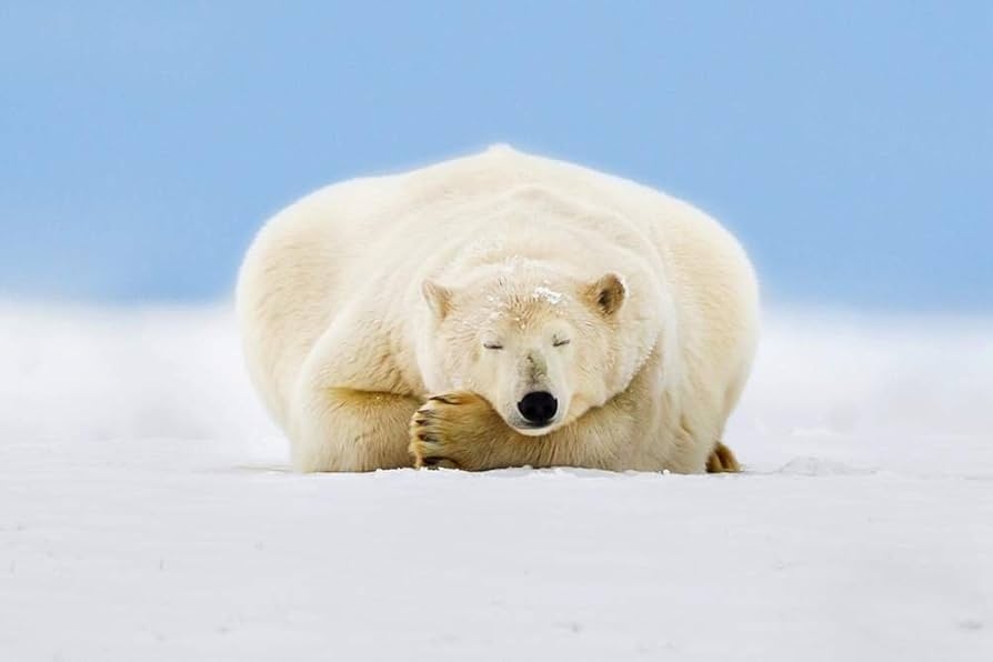 Ursus maritimus tyrannus - Creature submission archive - ARK - Official ...