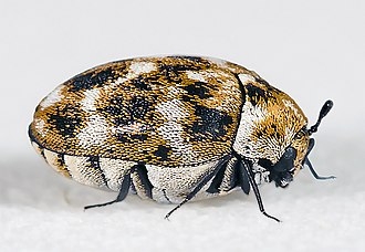 Dermestidae (Skin Parasite Armor) - Creature submission archive - ARK ...