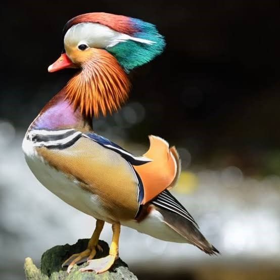 TALPANAS LIPPA, THE MOLE DUCK RUNNER - Creature submission archive ...