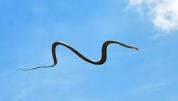 Laophis, best of all serpents - Creature submission archive - ARK ...