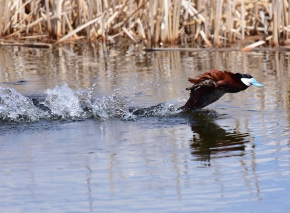 TALPANAS LIPPA, THE MOLE DUCK RUNNER - Creature submission archive ...