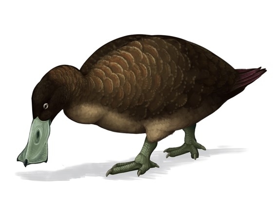 TALPANAS LIPPA, THE MOLE DUCK RUNNER - Creature submission archive ...