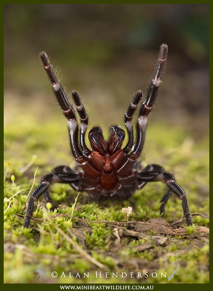 Community Crunch 474: Deinonychus Reveal, Extra Life & Creature ...