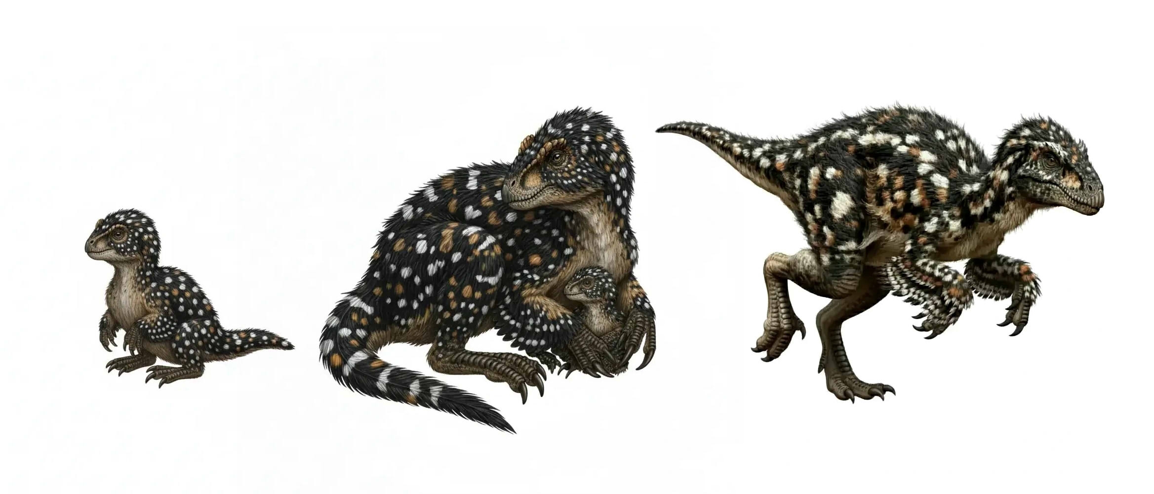 Fona Herzogae | The Bunker Companion - Creature submission archive ...