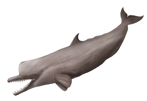 Zygophyseter --> Takes buffs under the sea - Creature submission ...